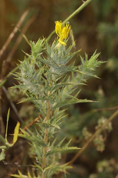 Capelan | Etymologie-occitane